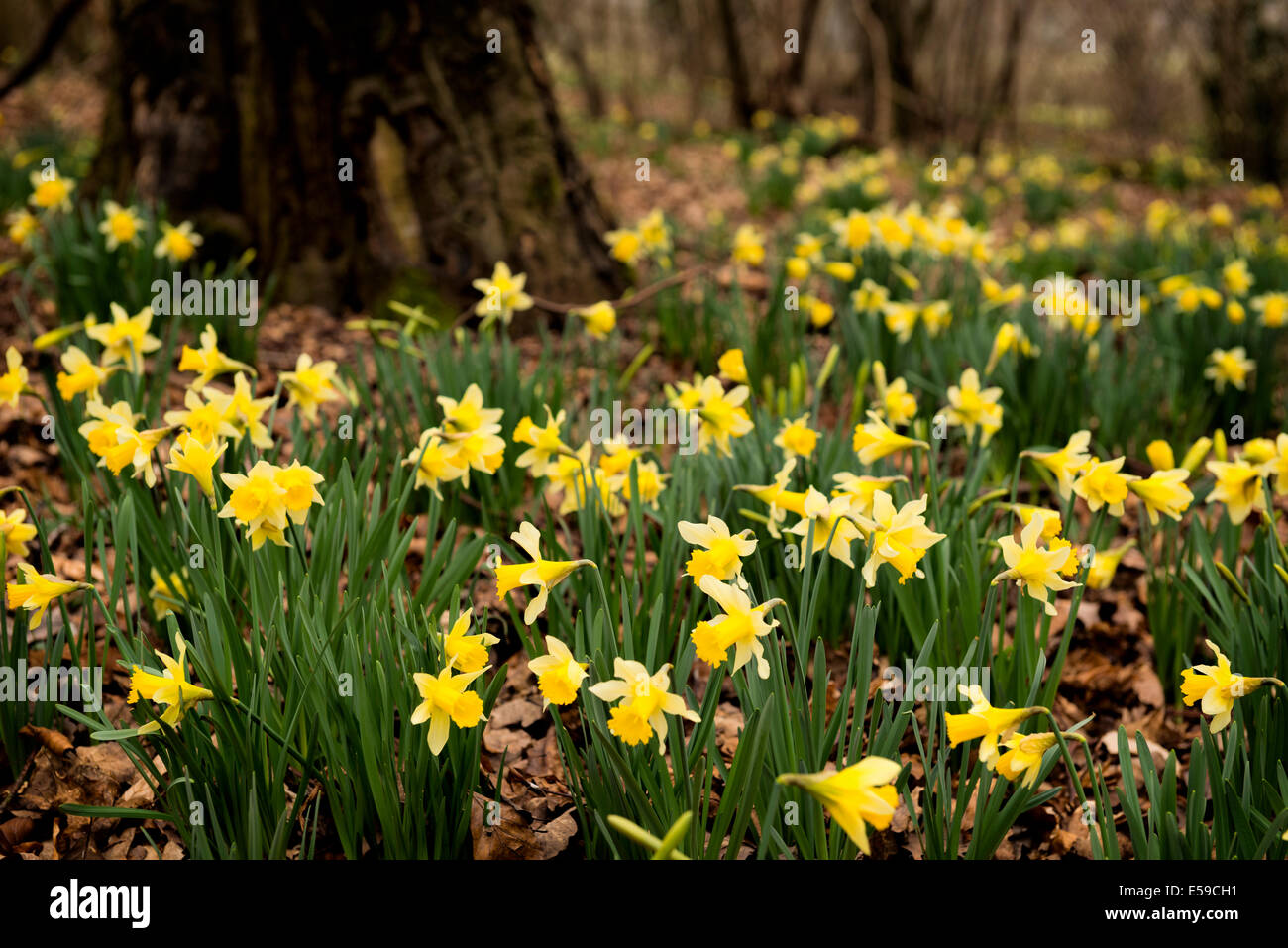 Wild daffodils (Narcissus pseudonarcissus) in Dymock Wood in ...