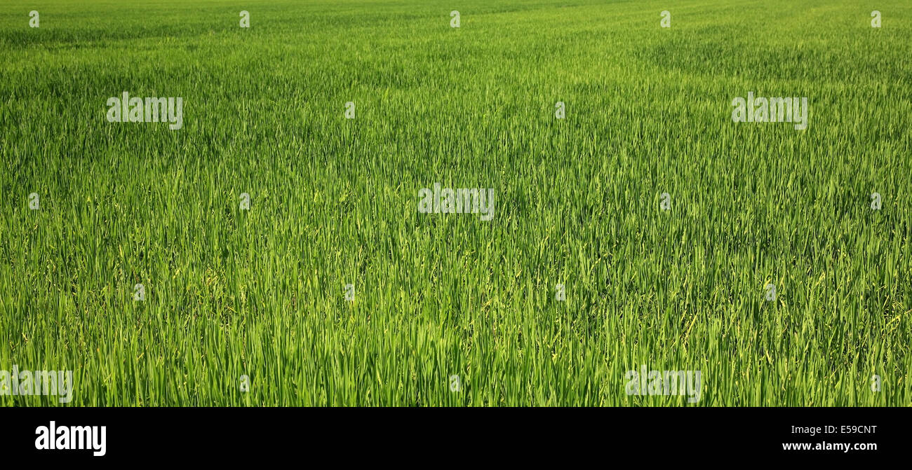 Rice field in Spain Stock Photo - Alamy