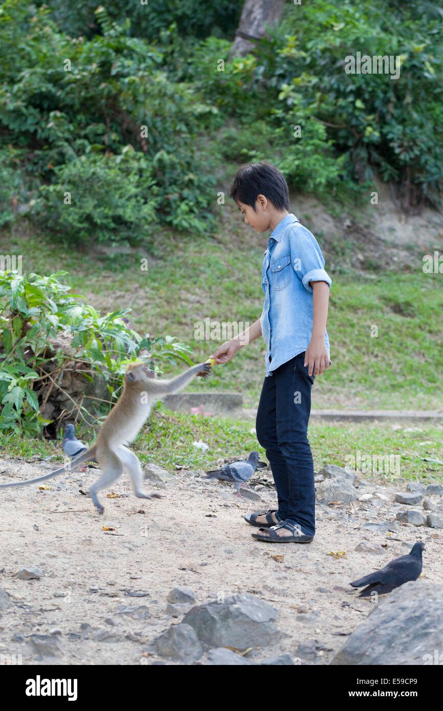 Playful macaque monkeys at the monkey's fun park, Tang Kuan hill ...