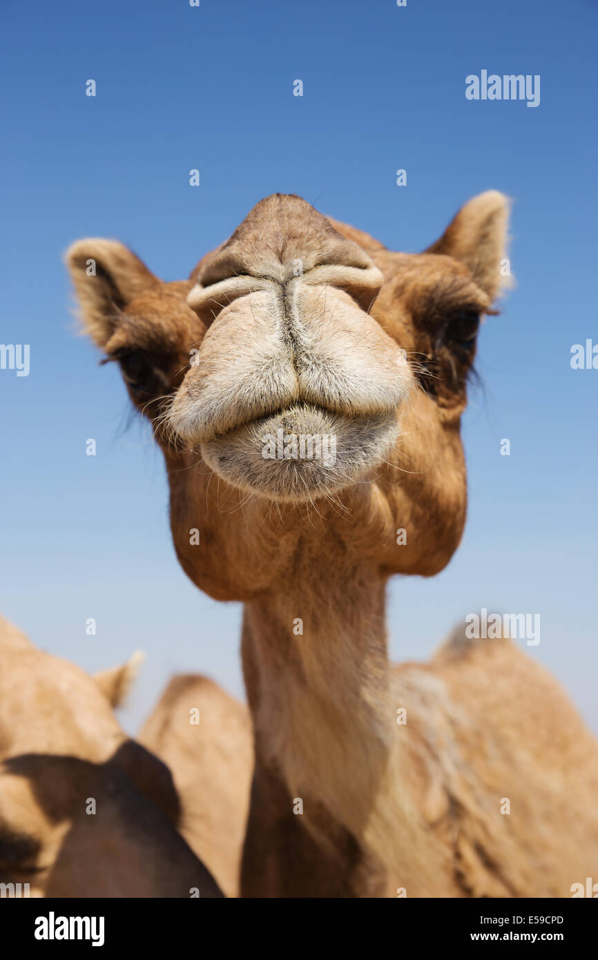 Camel head on sky hi-res stock photography and images - Alamy