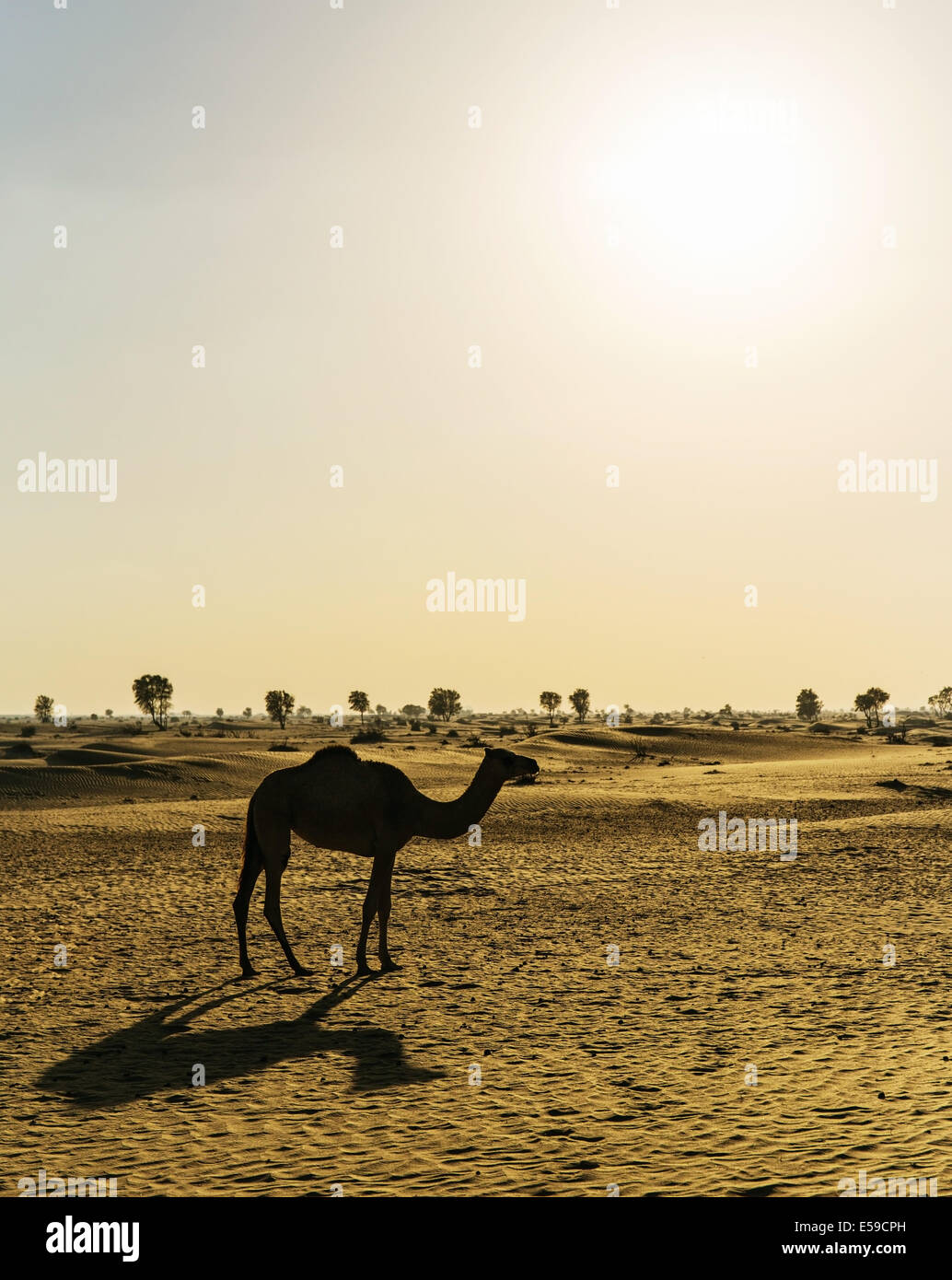 Camel in dubai summer heat hi-res stock photography and images - Alamy