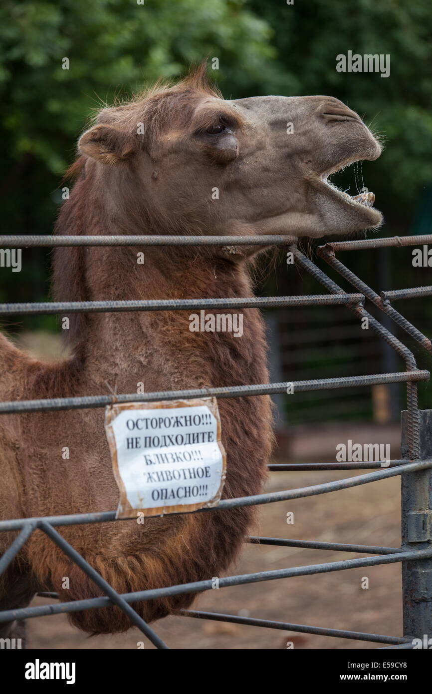 Camel Yawning High Resolution Stock Photography and Images - Alamy
