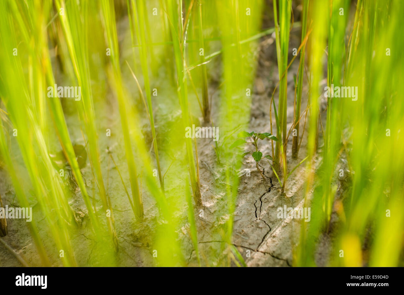 Green grass meadow field in the rice field Thailand background Stock ...