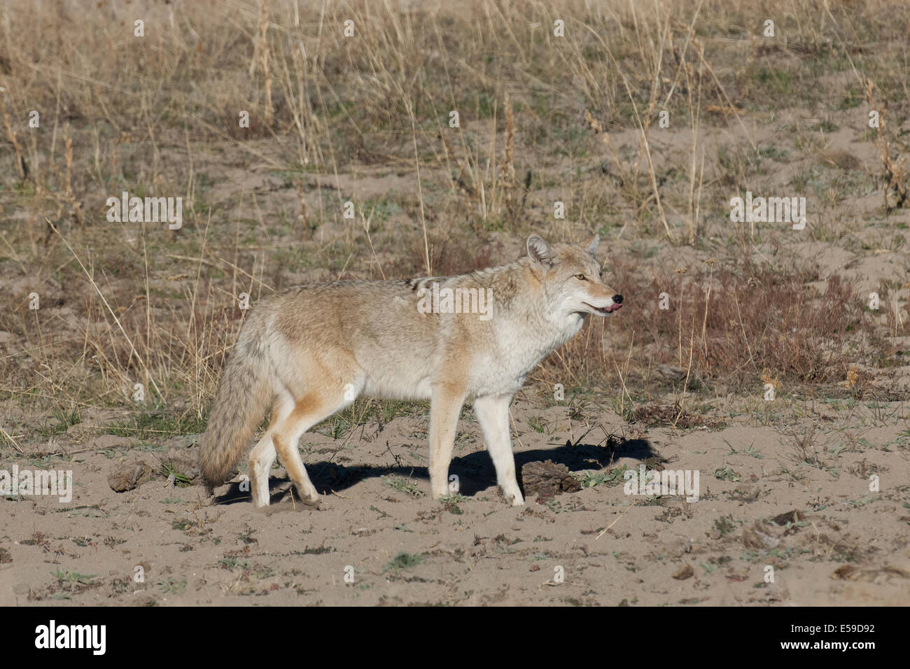 Golden coyote hi-res stock photography and images - Alamy