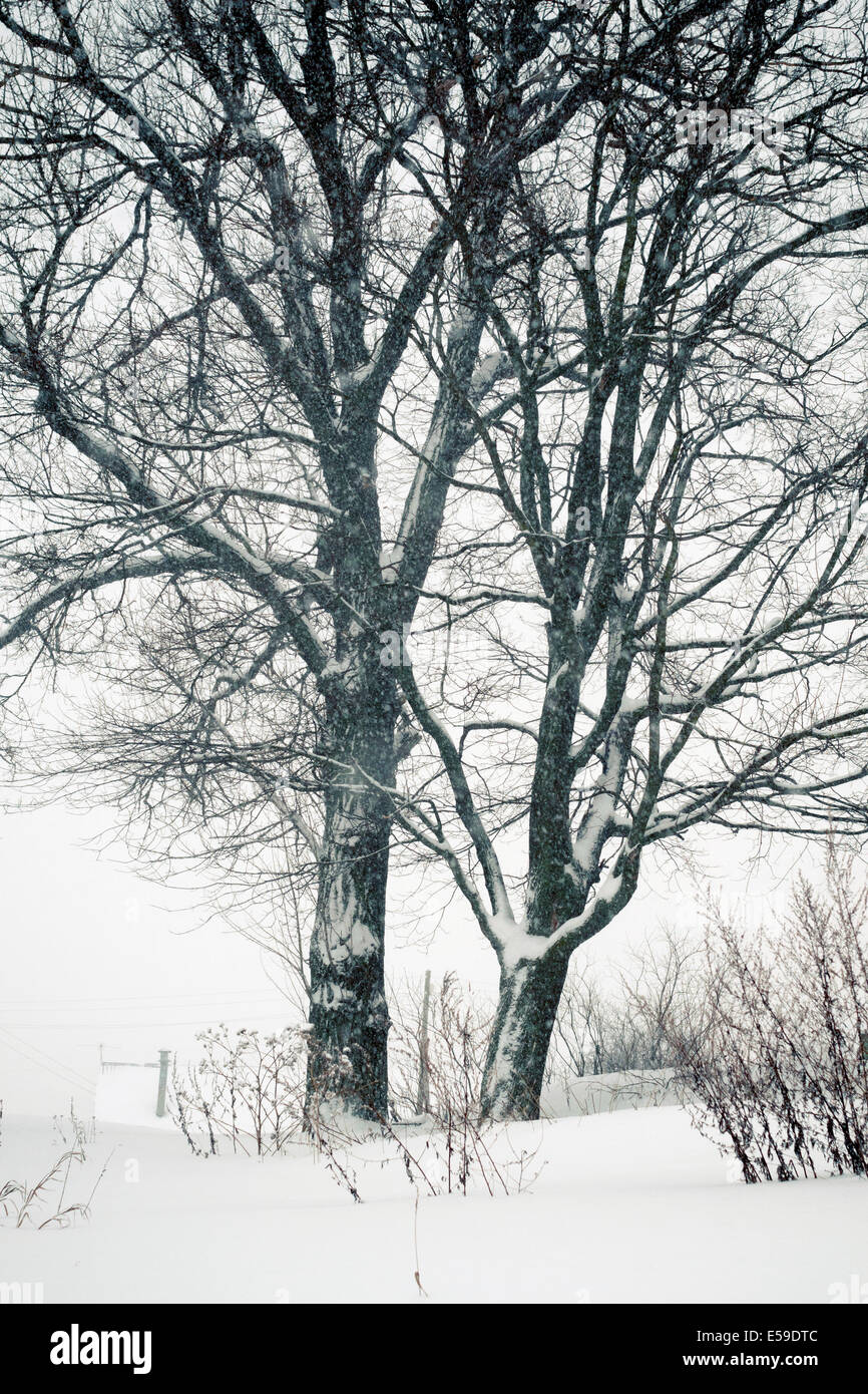 two big trees under snowfall in winter Stock Photo - Alamy