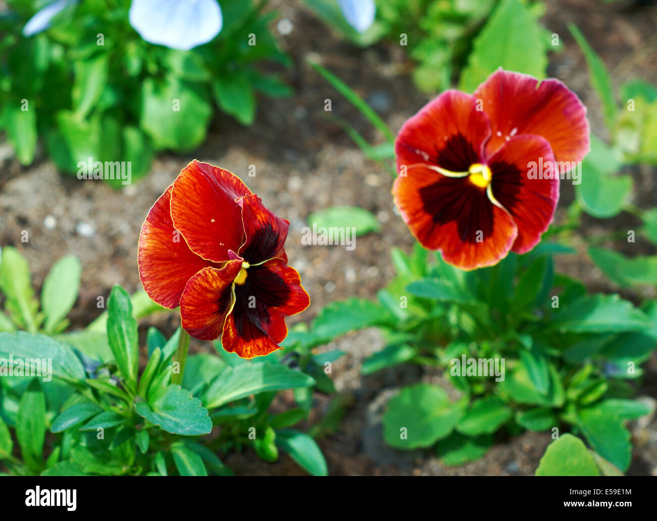 Pansy flowers . close up Stock Photo - Alamy