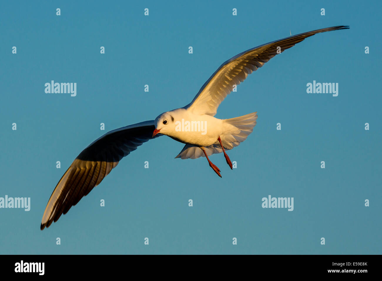 Fying bird hi-res stock photography and images - Alamy