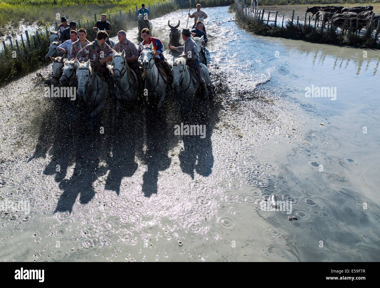 Camargue Cattle, France Stock Photo - Alamy