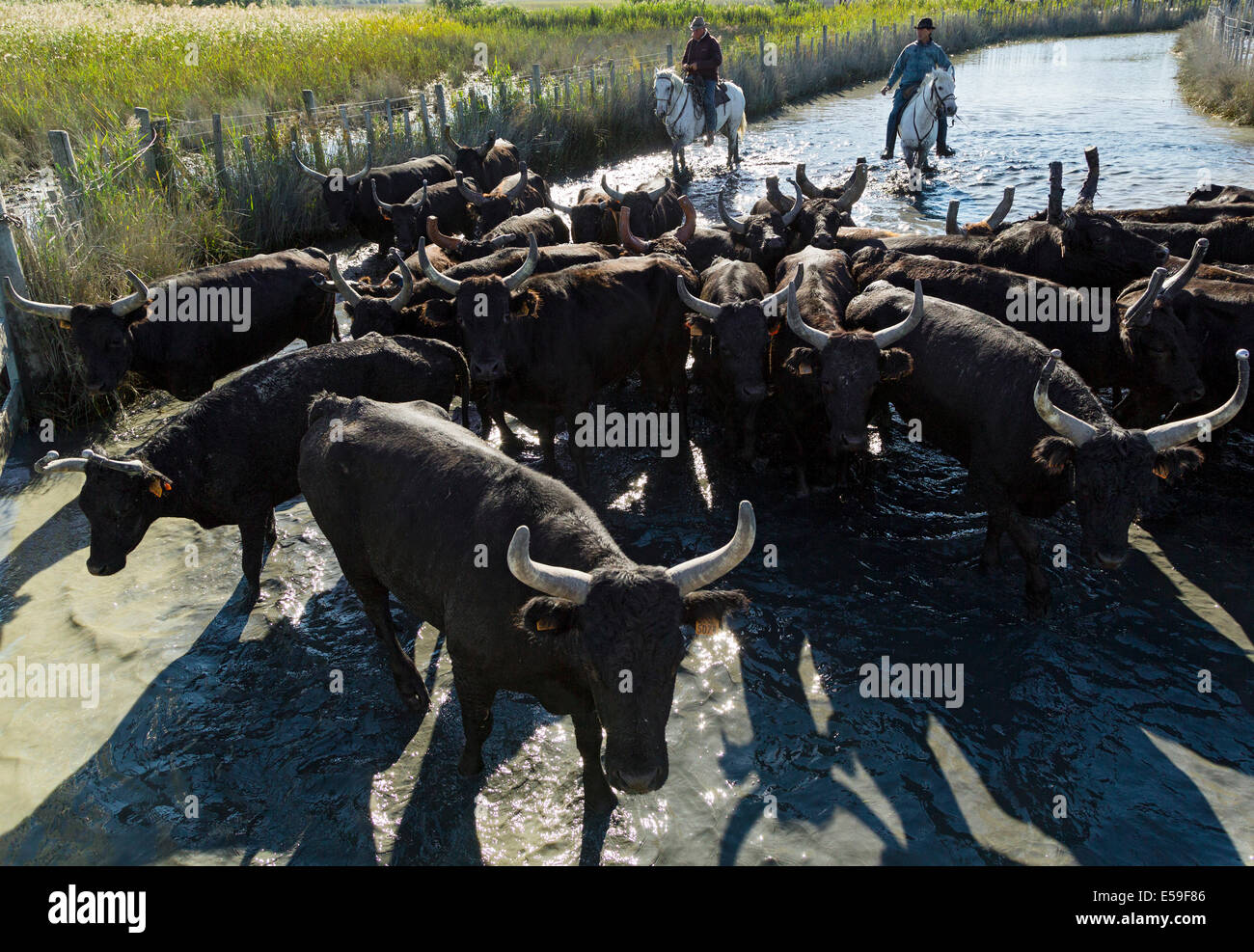 Camargue Cattle, France Stock Photo - Alamy