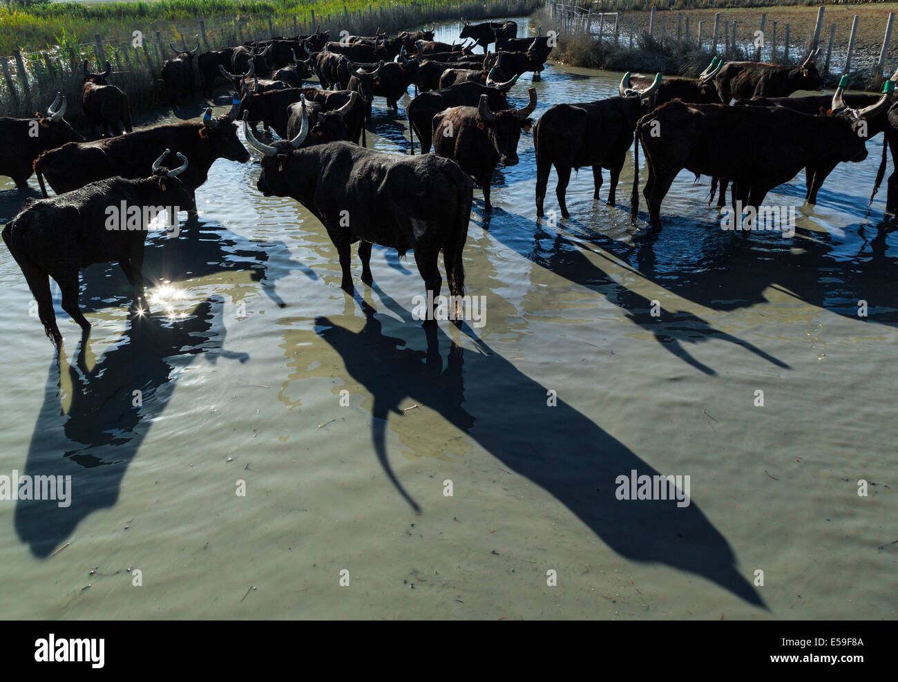 Camargue Cattle, France Stock Photo - Alamy