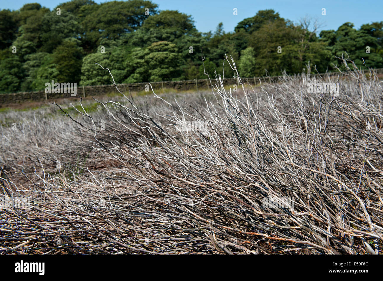 Scorched burnt heather moorland hi-res stock photography and images - Alamy