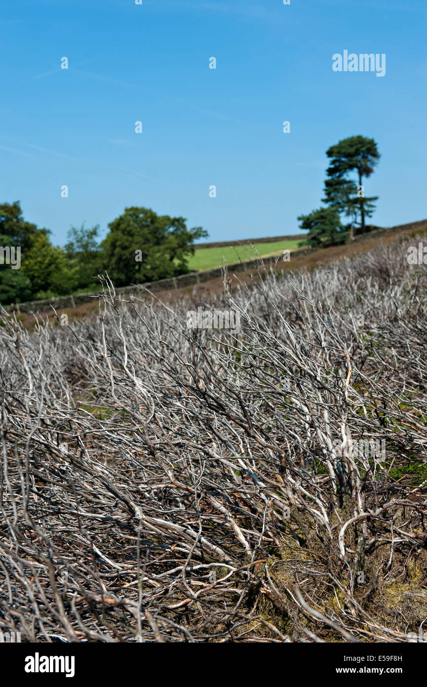Heather Conservation on Peak District Moorland Stock Photo - Alamy