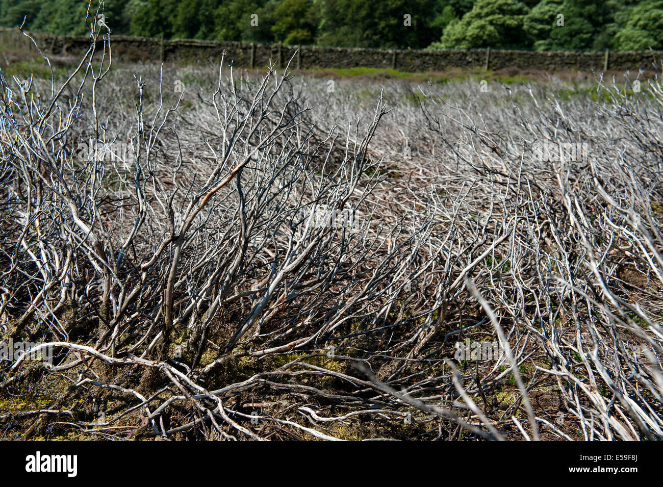 Burnt heather hi-res stock photography and images - Alamy