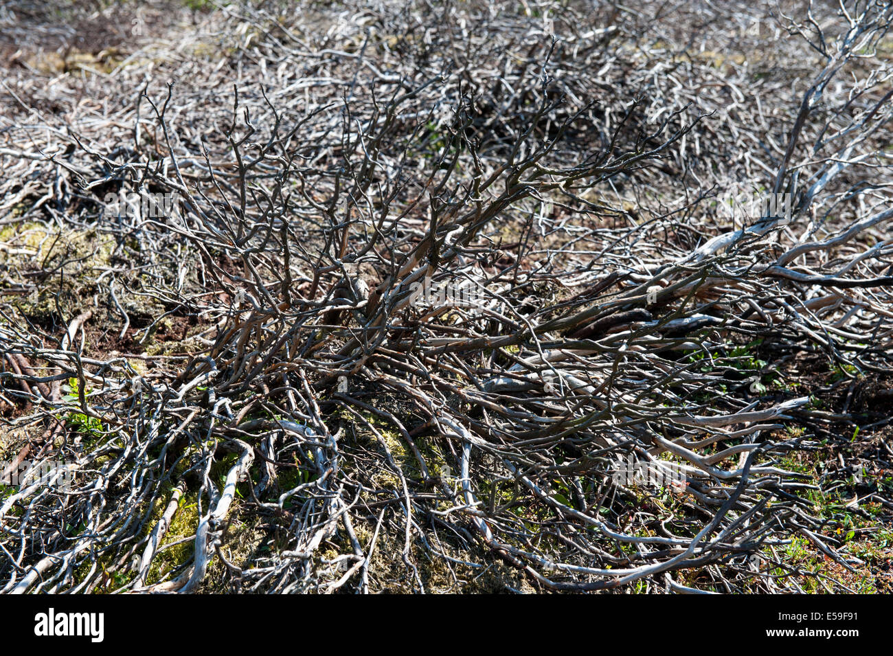 Burnt heather hi-res stock photography and images - Alamy
