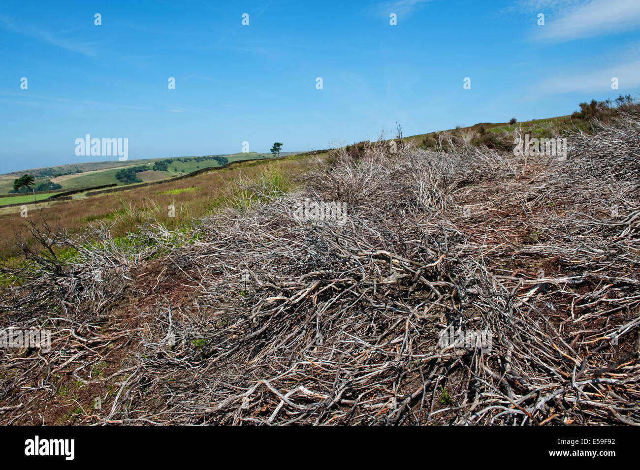Heather Conservation on Peak District Moorland Stock Photo - Alamy