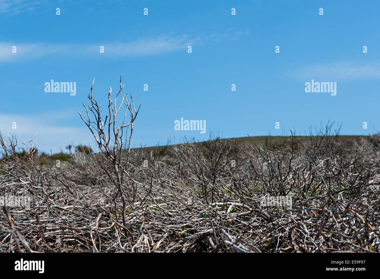 Heather Conservation on Peak District Moorland Stock Photo - Alamy