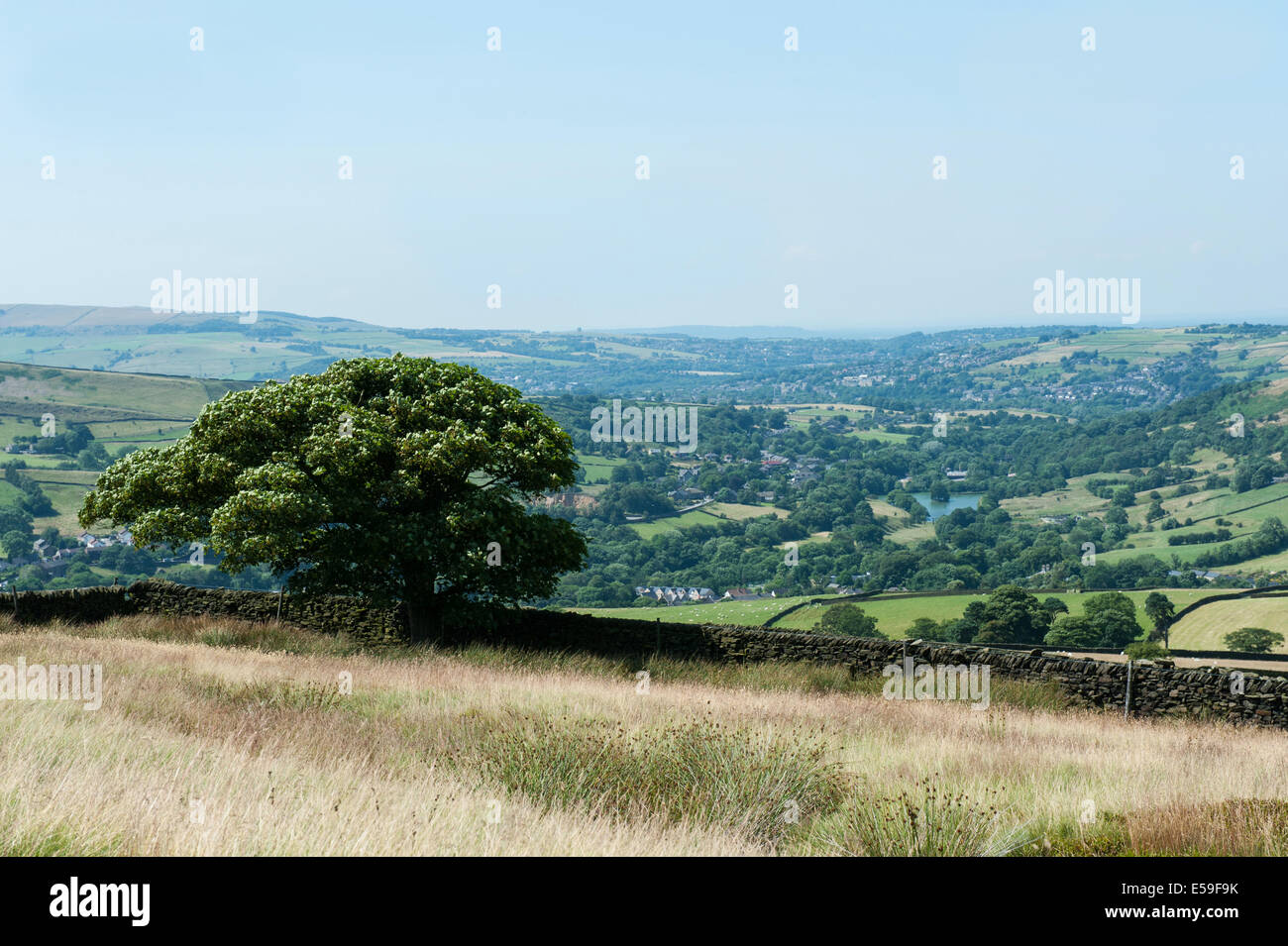 English sycamore tree hi-res stock photography and images - Alamy