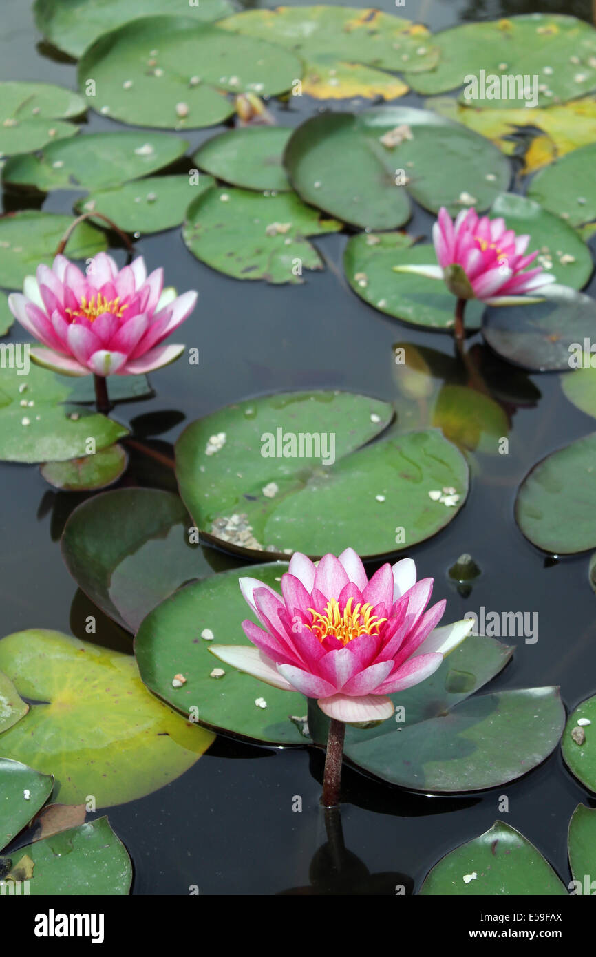 Beautiful lotus flowers hi-res stock photography and images - Alamy