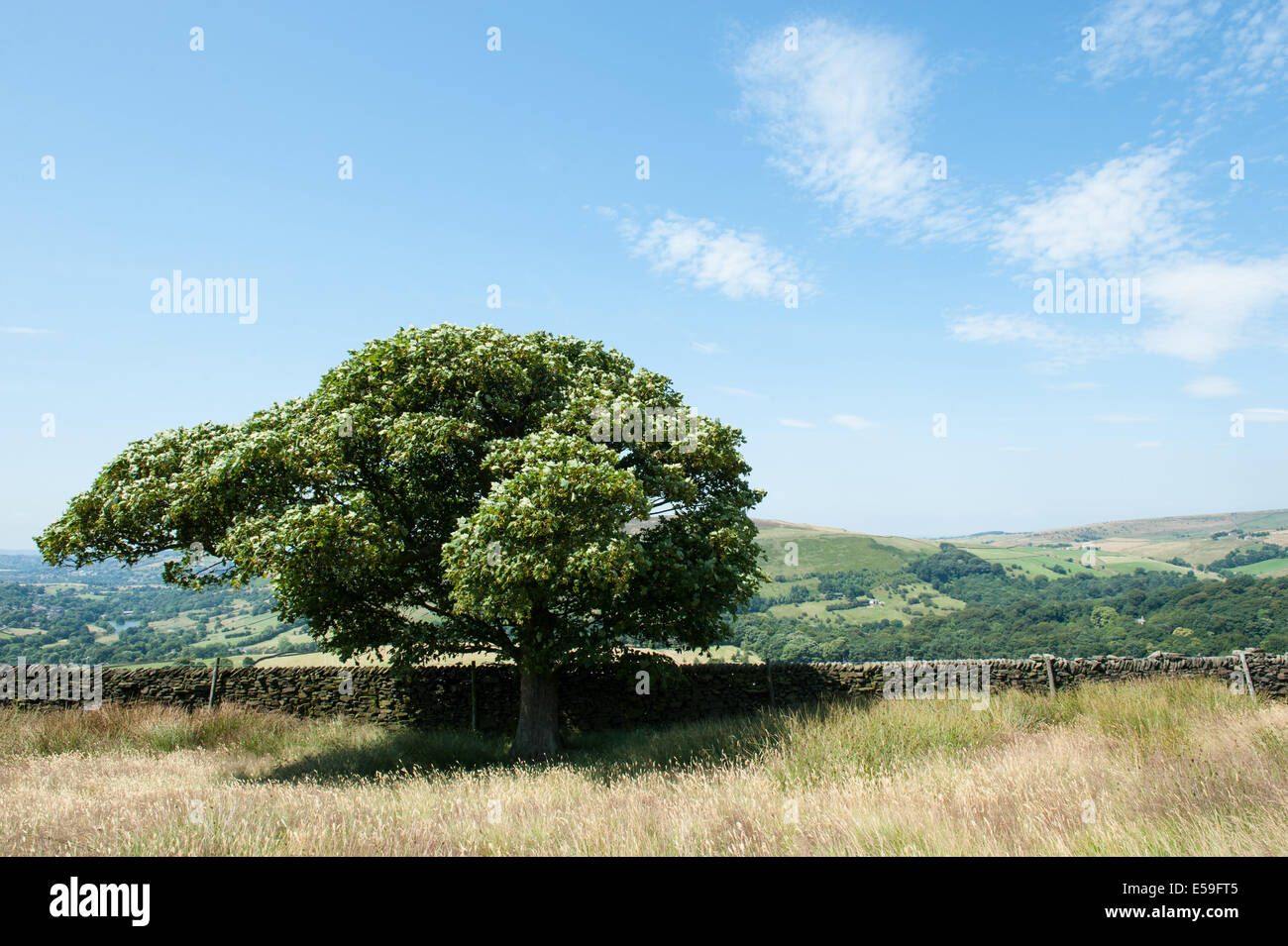 Sycamore tree in the Peak District Stock Photo - Alamy
