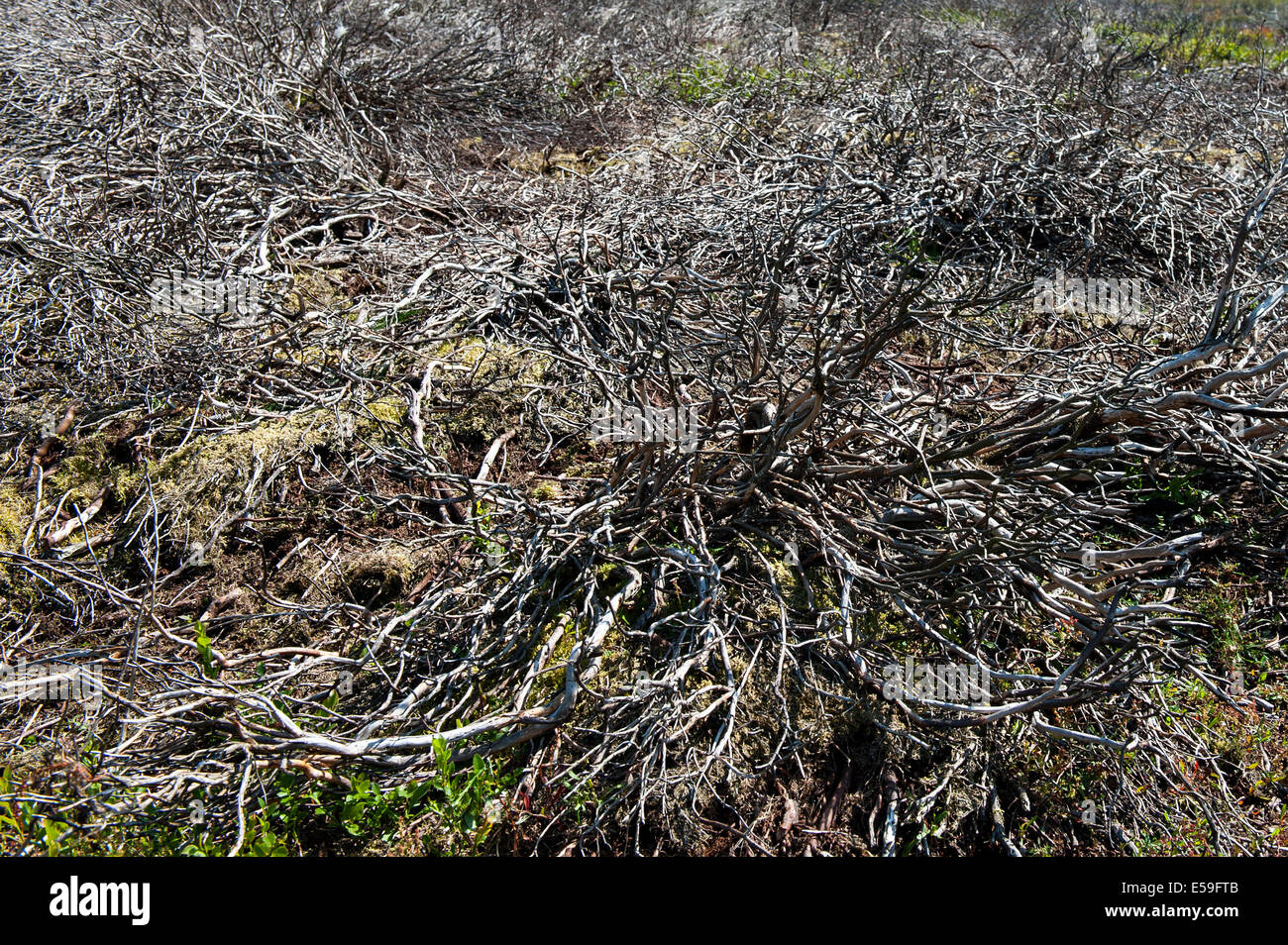 Burnt heather hi-res stock photography and images - Alamy