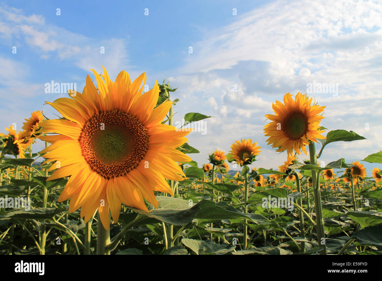 Giant field of flowers hi-res stock photography and images - Alamy