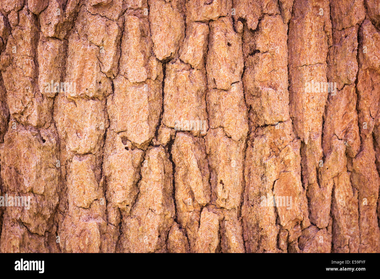 Bark Tree texture background only full frame in nature Stock Photo - Alamy
