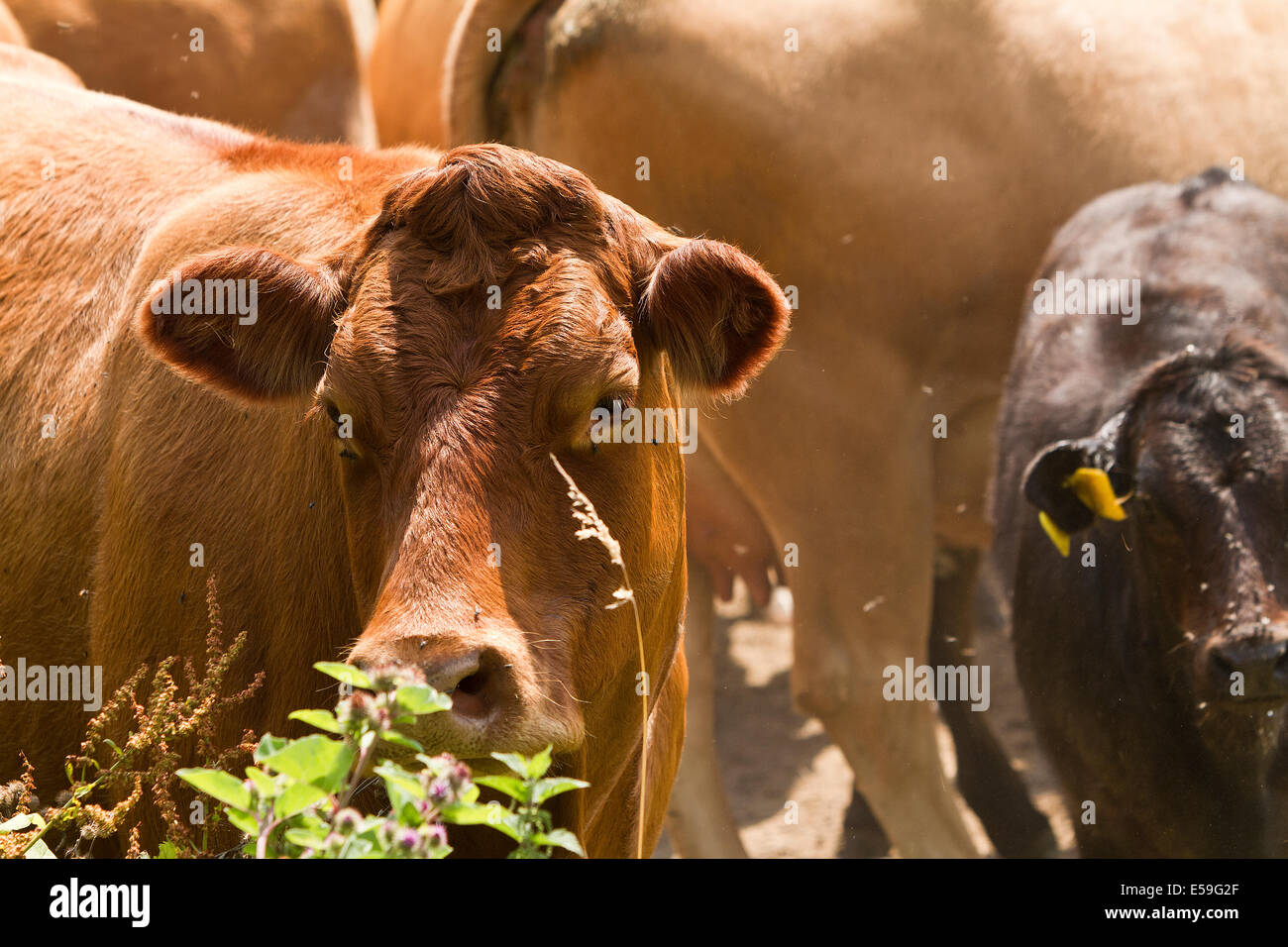 Sussex farming hi-res stock photography and images - Alamy