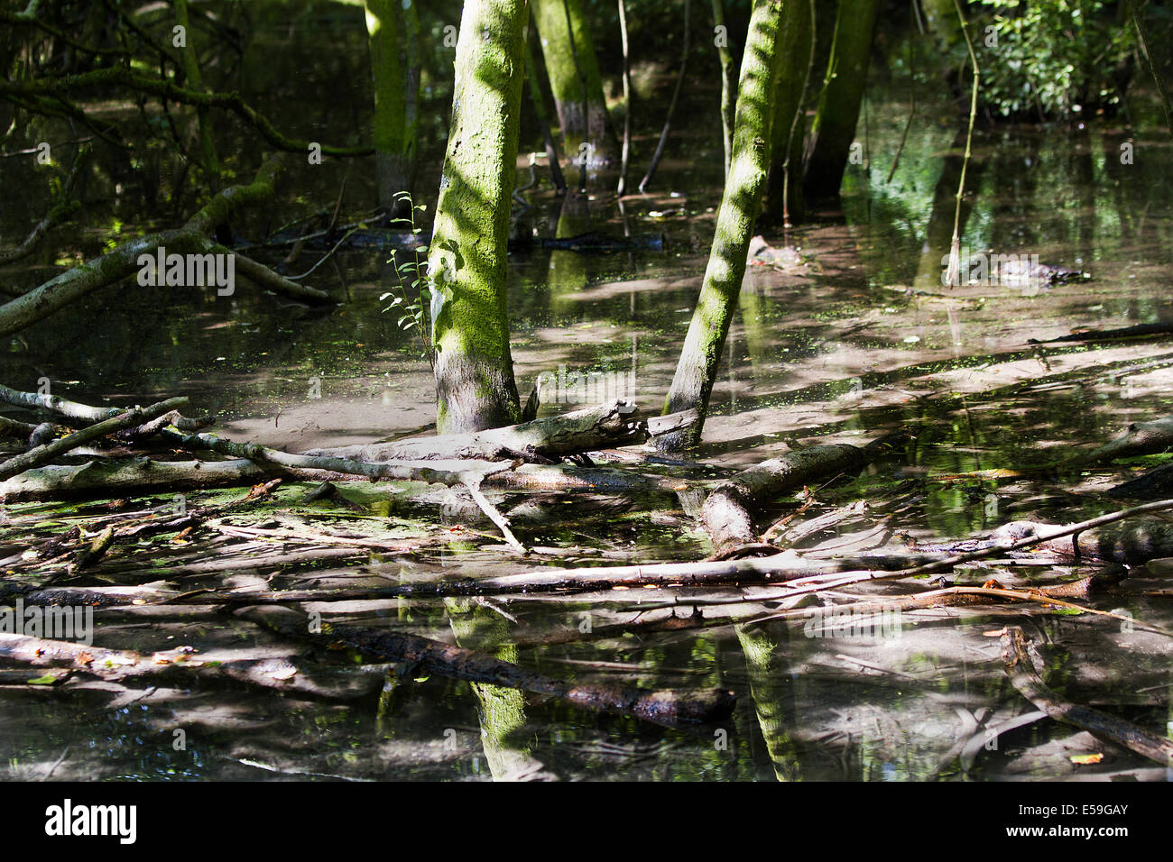 Swamp in Devils Dyke Sussex England Stock Photo - Alamy