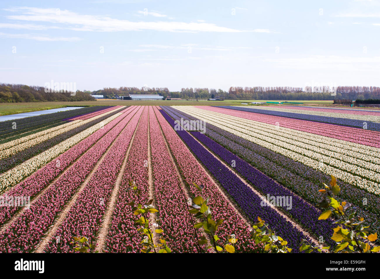 Flower field in The Netherlands Stock Photo - Alamy