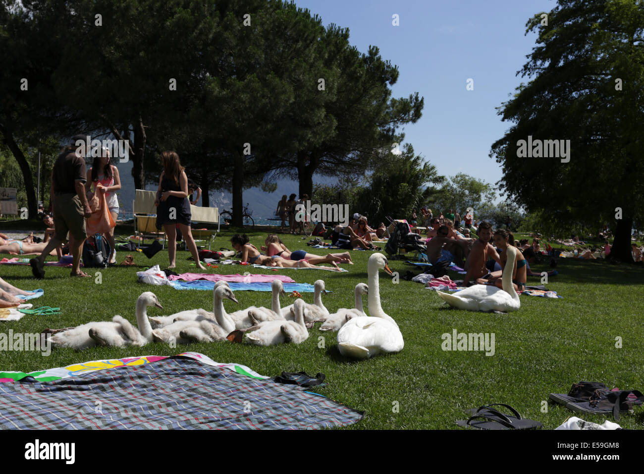 Swan family sit by the side of sunbathing tourists at Riva del Garda ...