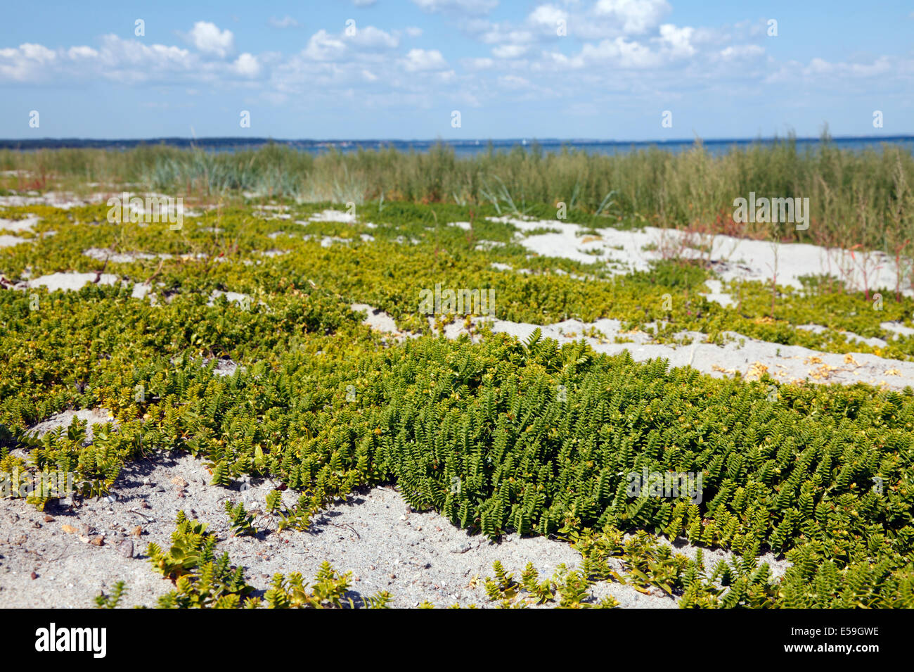 Strandarve hi-res stock photography and images - Alamy