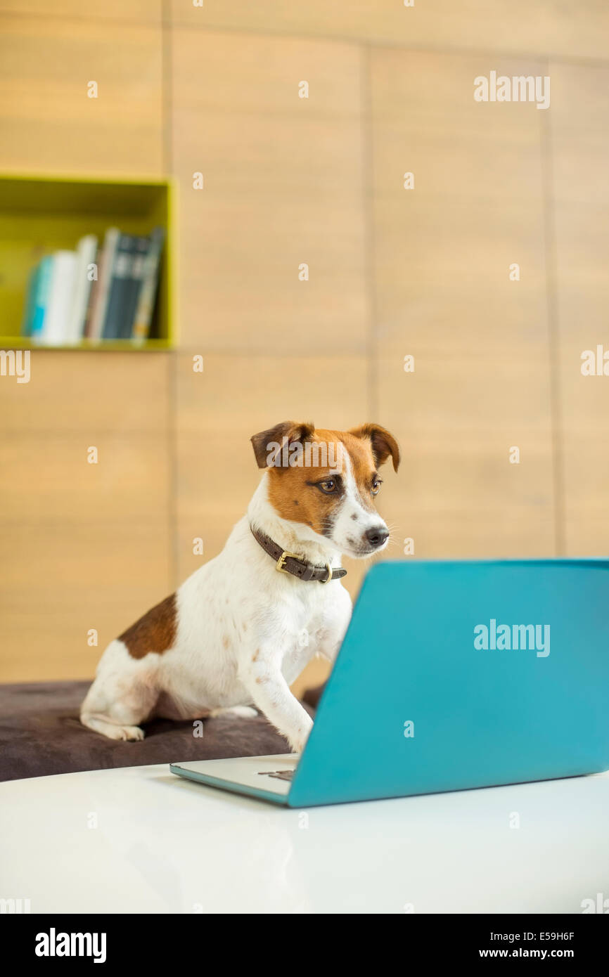 Funny dog working on hi-res stock photography and images - Alamy