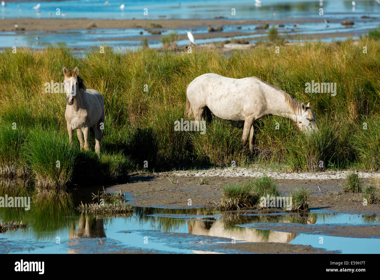 White Camargue Horse,Equus ferus caballus, France Stock Photo - Alamy