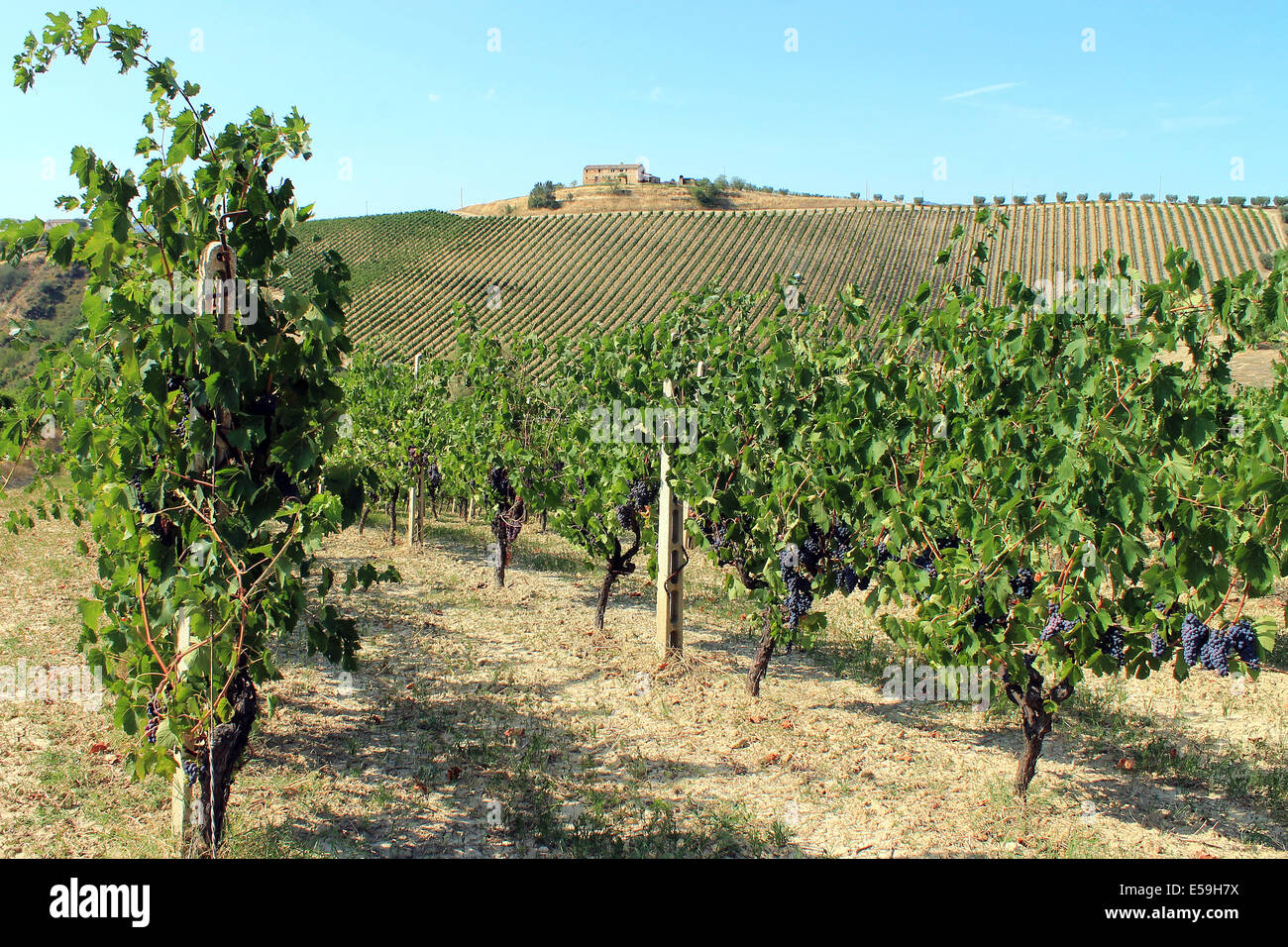 Great italian wine hi-res stock photography and images - Alamy