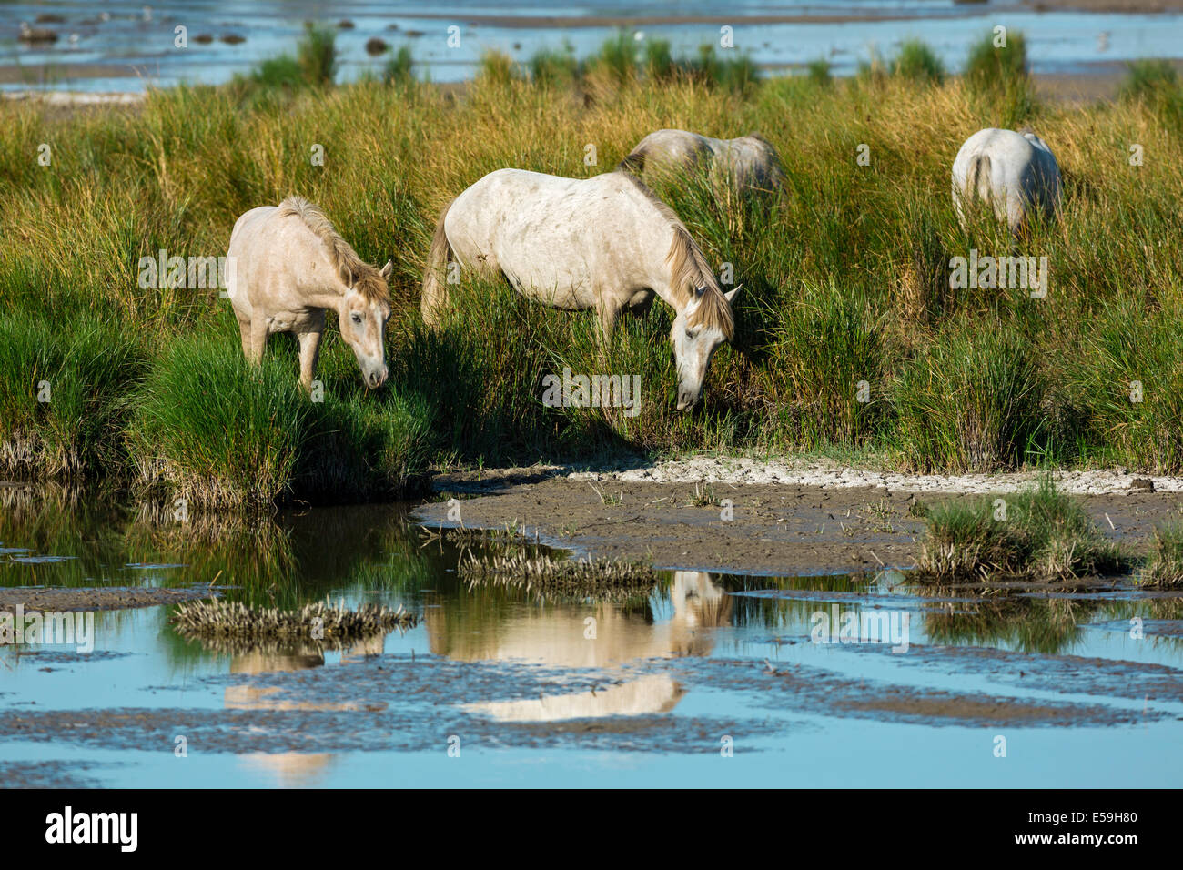 White Camargue Horse,Equus ferus caballus, France Stock Photo - Alamy