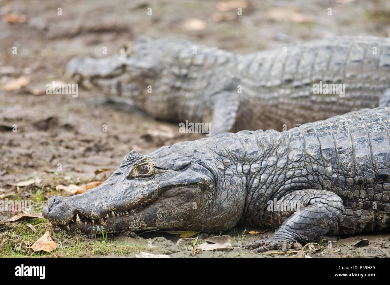 pair of caimans on the muddy bank of the mutum river Stock Photo - Alamy