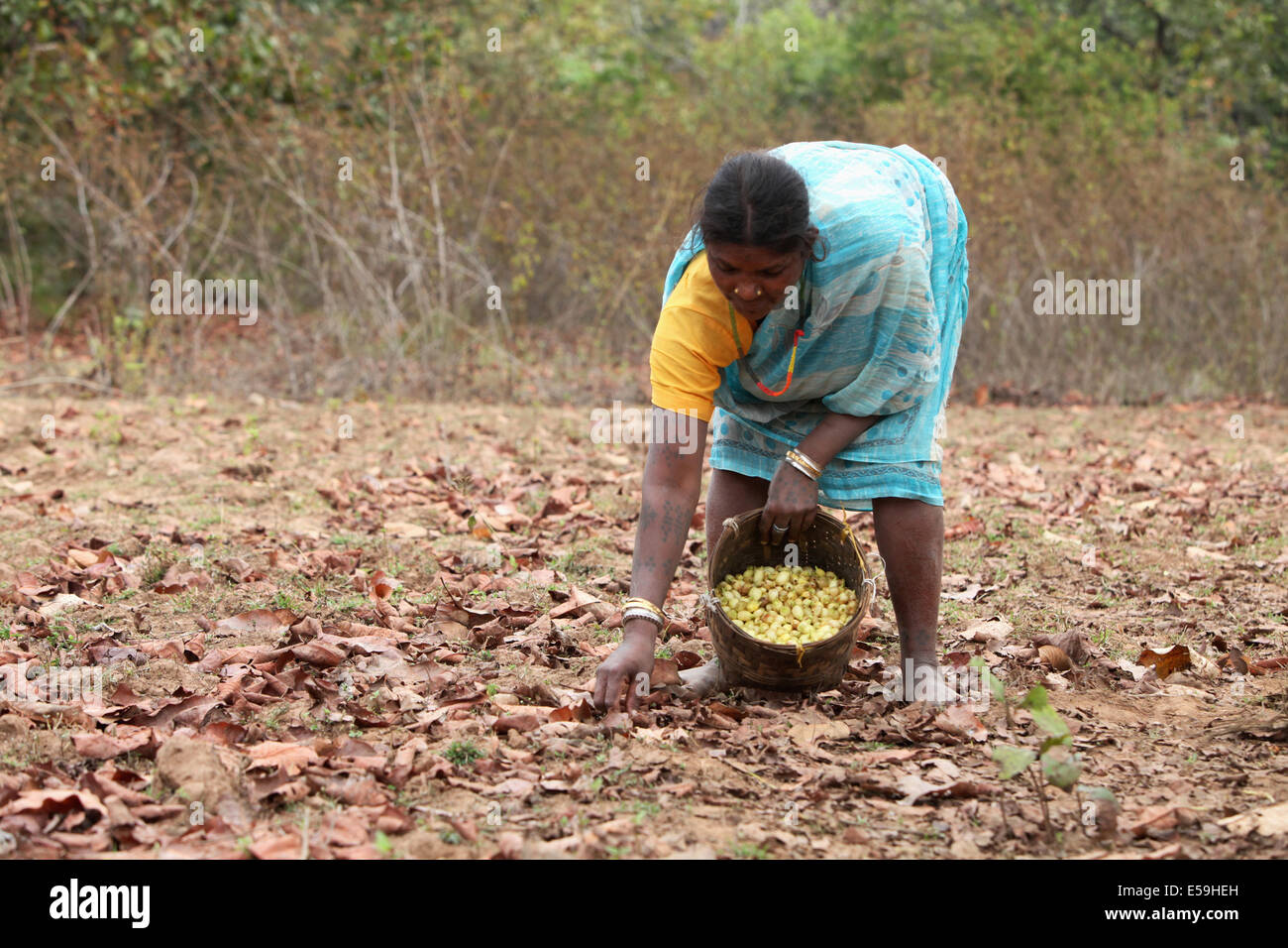 Gond Tribal Woman Collecting Mahua Flowers in a Bamboo Basket ...