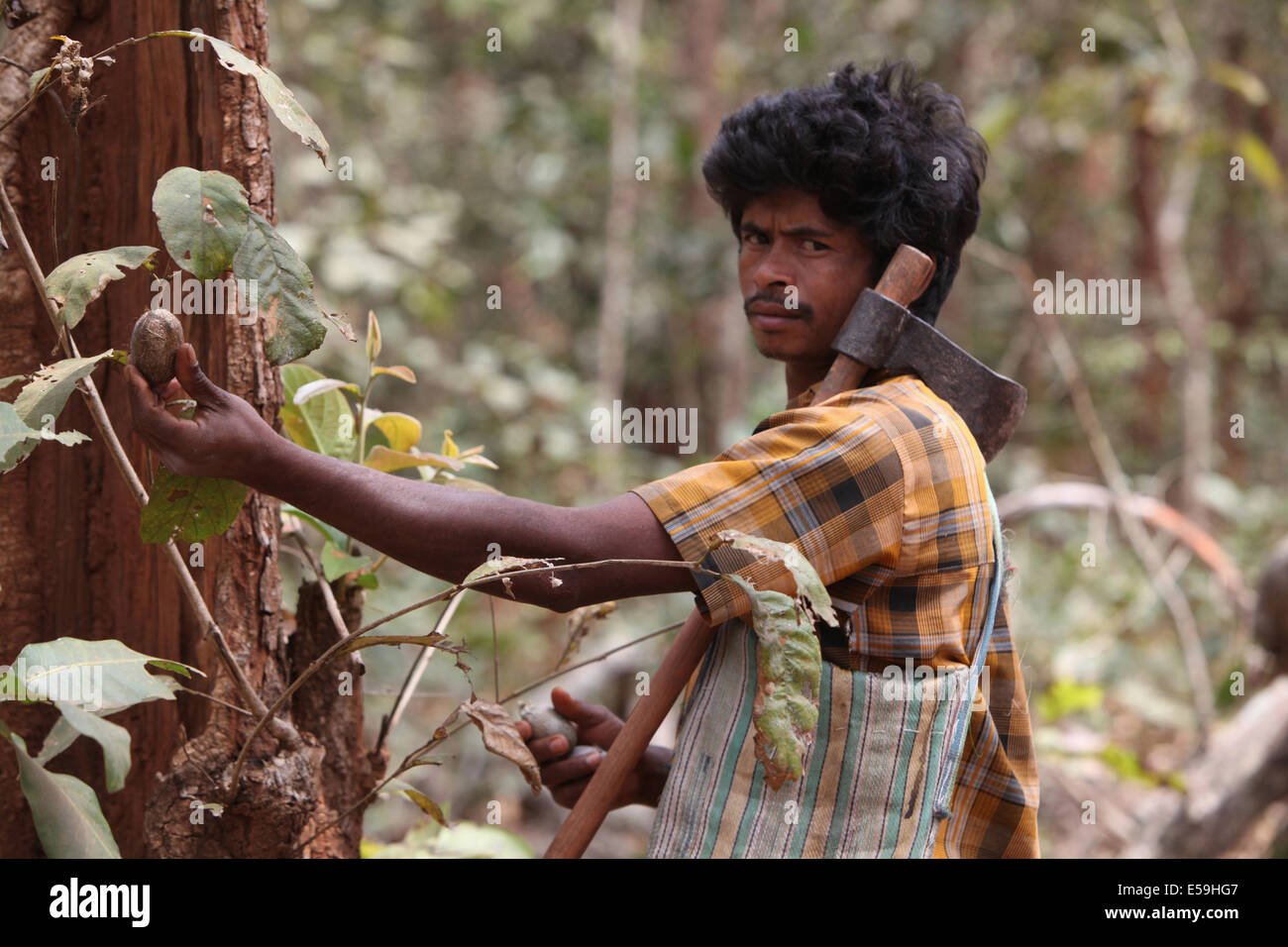 Tribal man showing Kosa fruit, Abhuj Maria tribe. Rainpul forest ...