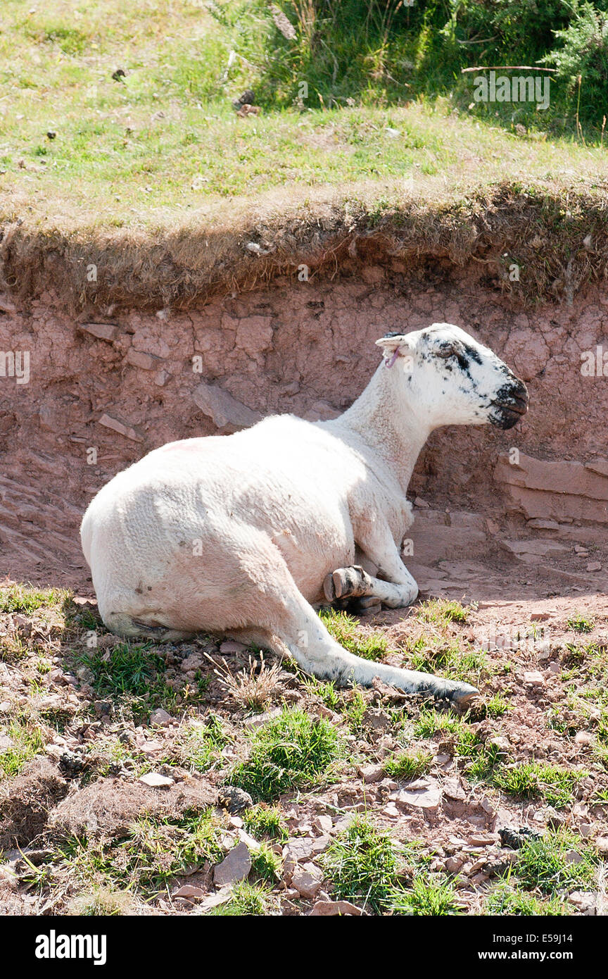 Mynd Epynt, Builth Wells, Powys, Wales, UK. 24th July 2014. Beulagh ...