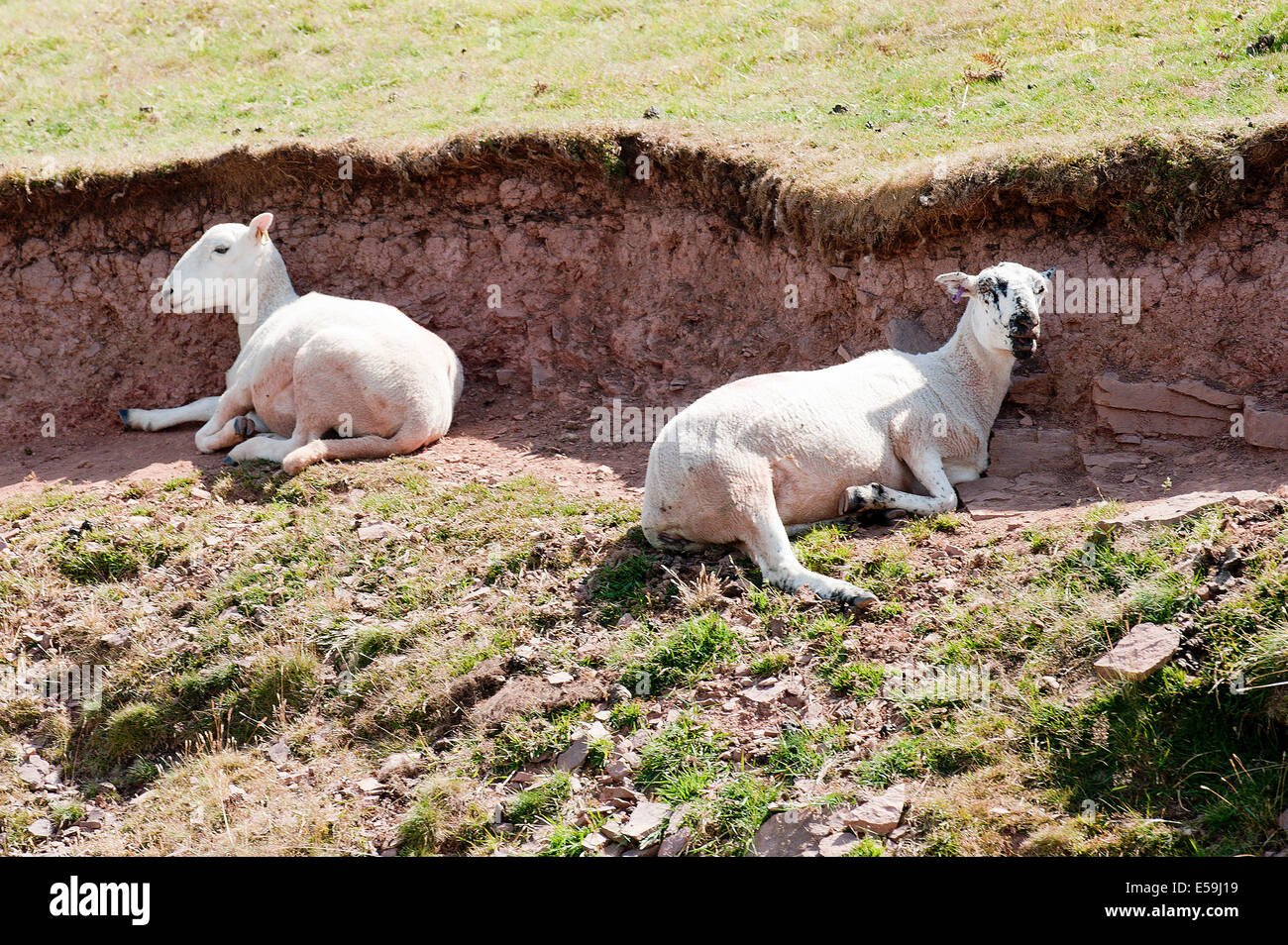 Mynd Epynt, Builth Wells, Powys, Wales, UK. 24th July 2014. Beulagh ...