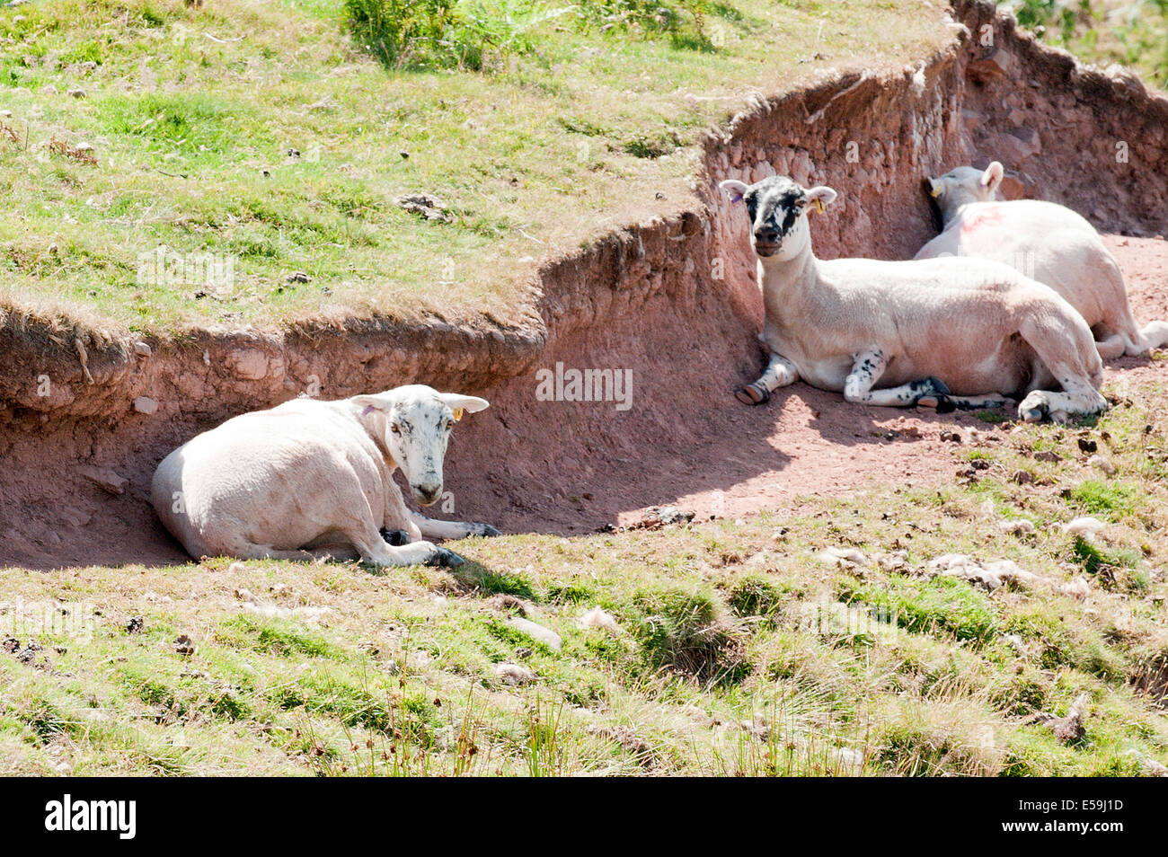 Sheep shelter from heat hi-res stock photography and images - Alamy