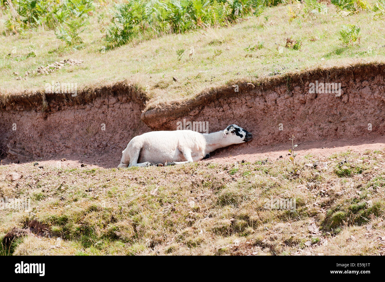 Mynd Epynt, Builth Wells, Powys, Wales, UK. 24th July 2014. Beulagh ...