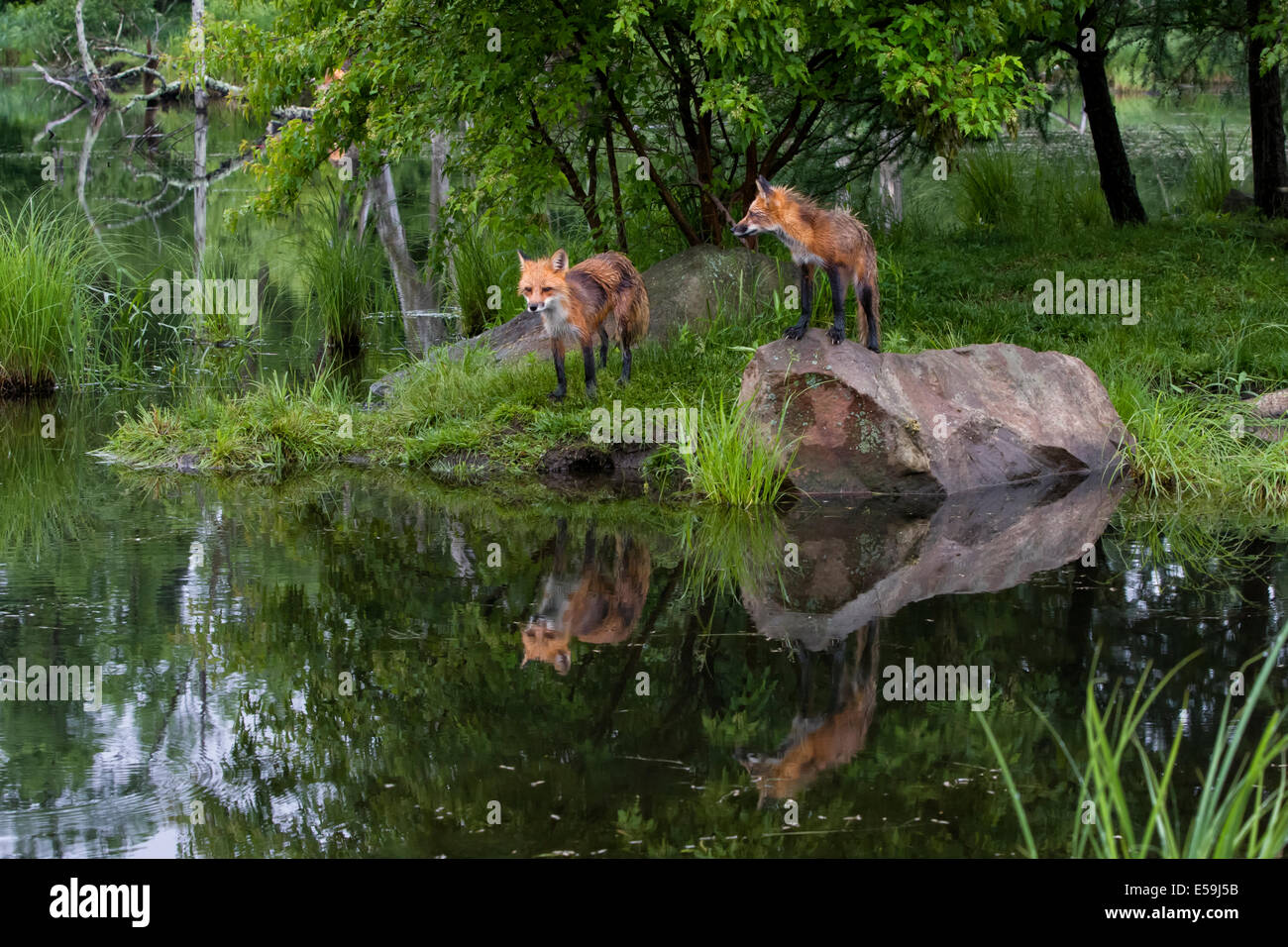 Lake of the foxes hi-res stock photography and images - Alamy