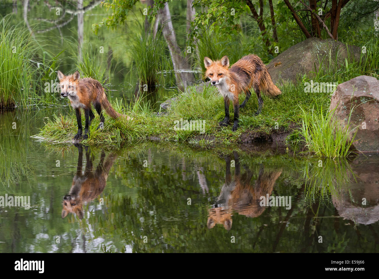 Red foxes portrait with beautiful lake reflection Stock Photo - Alamy