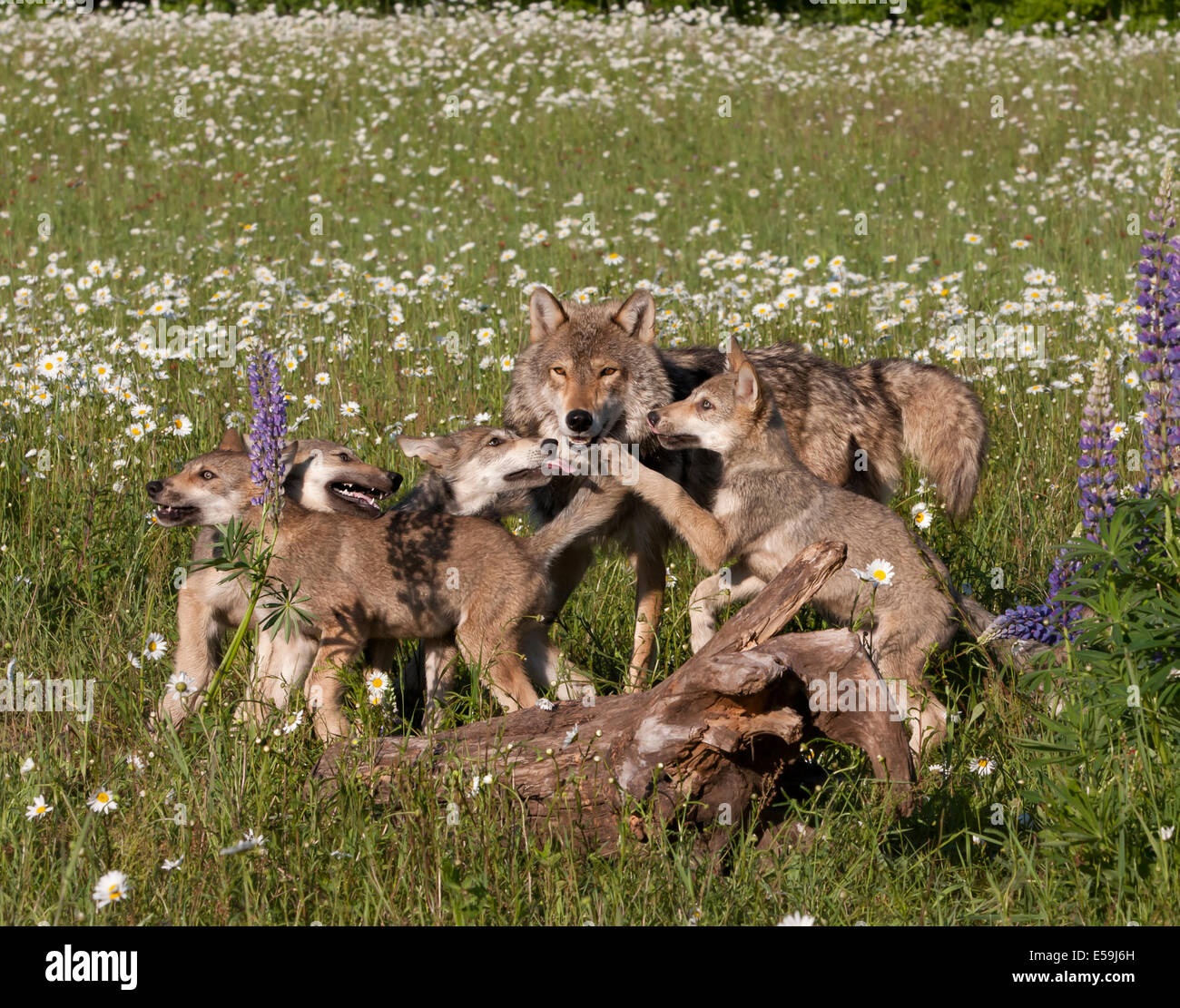 Wolf pups playing hi-res stock photography and images - Alamy