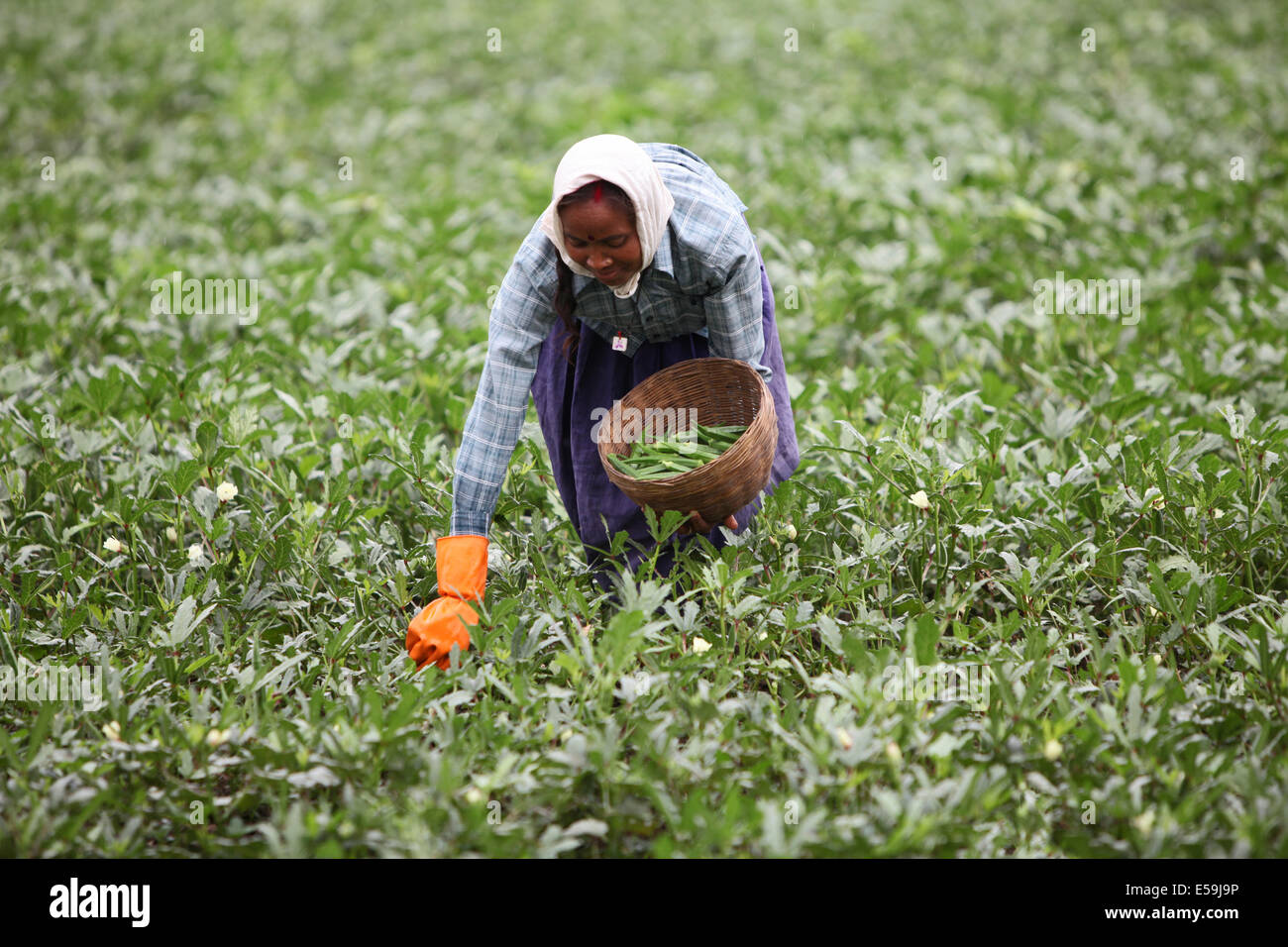 Gond Tribal Woman plucking ladyfinger in a field, Khurd Village ...
