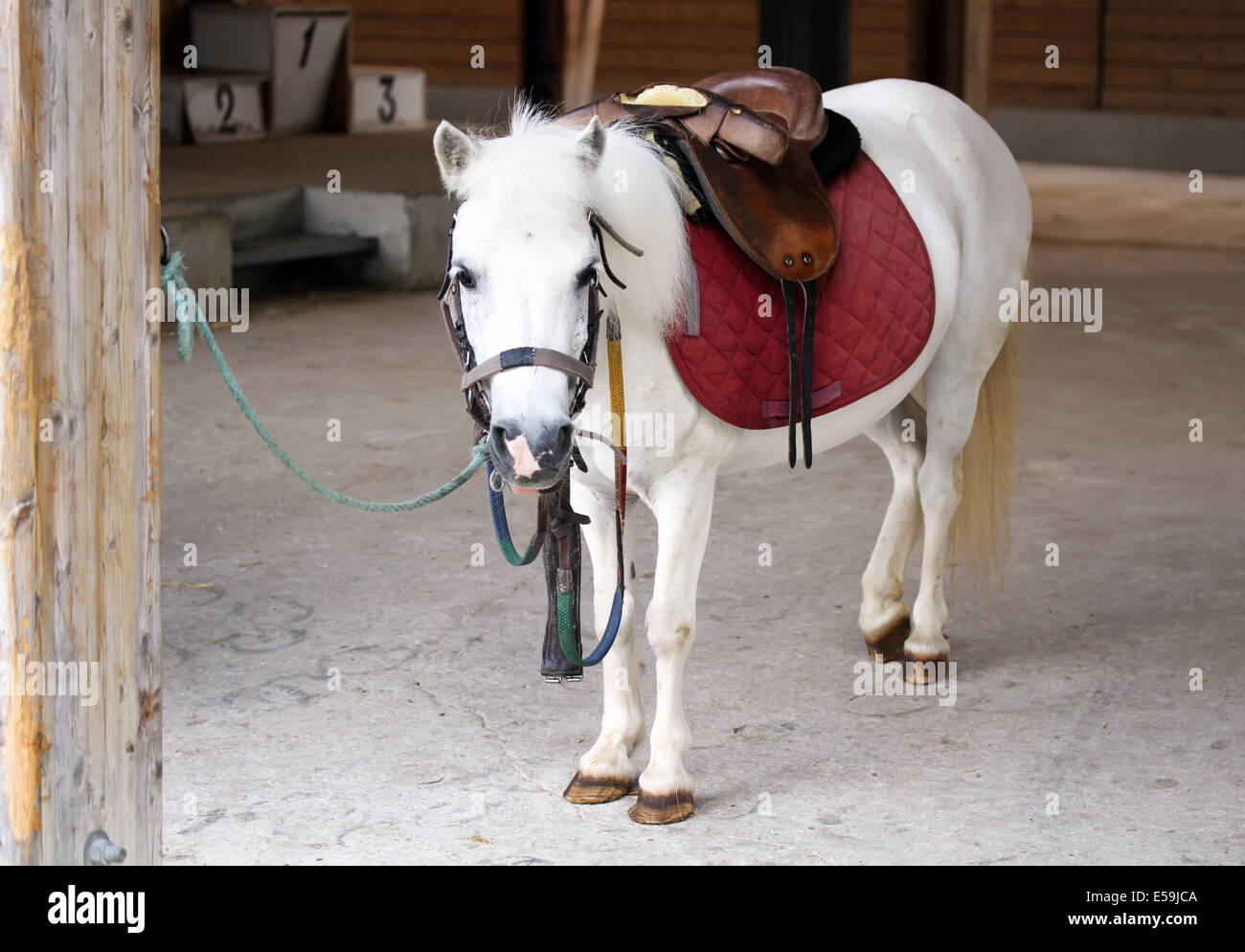 Mini horse shed hi-res stock photography and images - Alamy