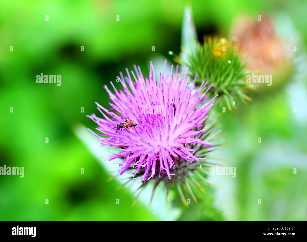 Burdock thorny flower. (Arctium lappa) on green blur background Stock ...