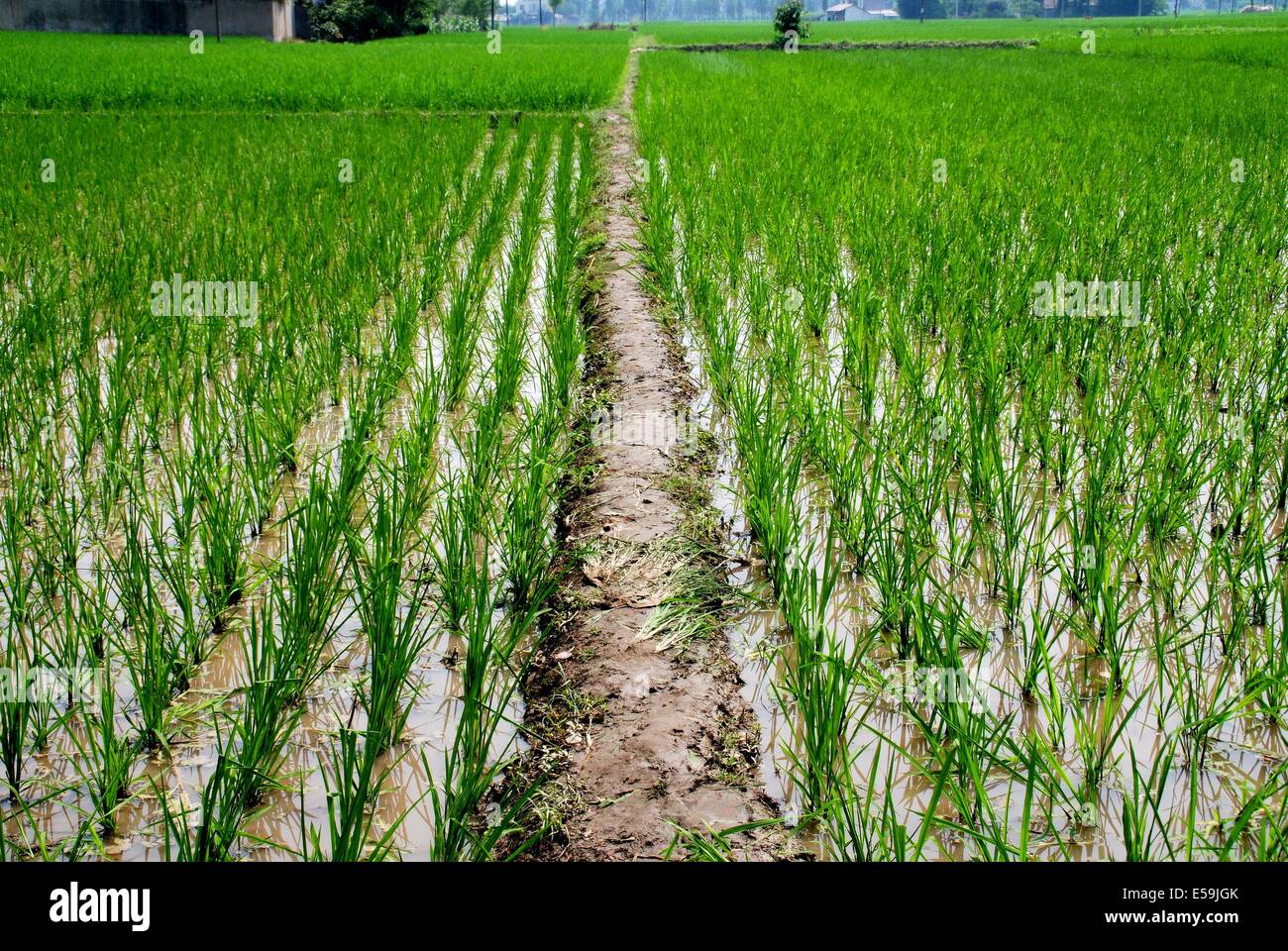 Pengzhou, China: Rice seedlings planted in neat rows growing in a ...