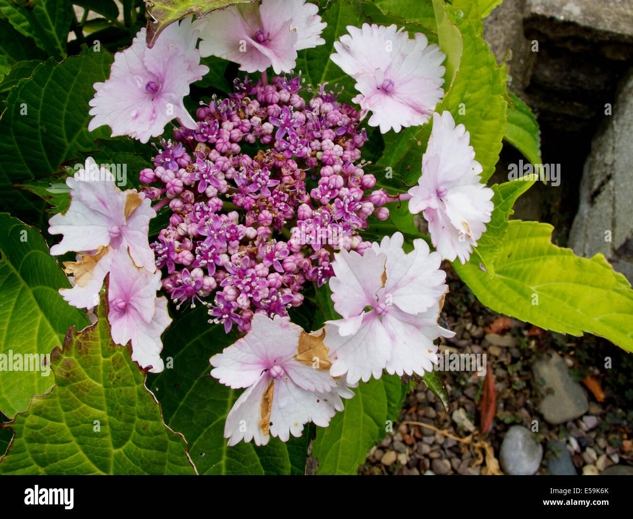 A close up view of the beautiful Hydrangea plant Stock Photo - Alamy
